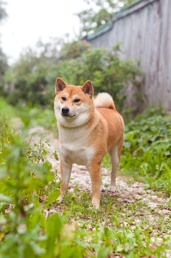 Shiba Inu red dog stock photo. Image of bloom, domestic - 181968968