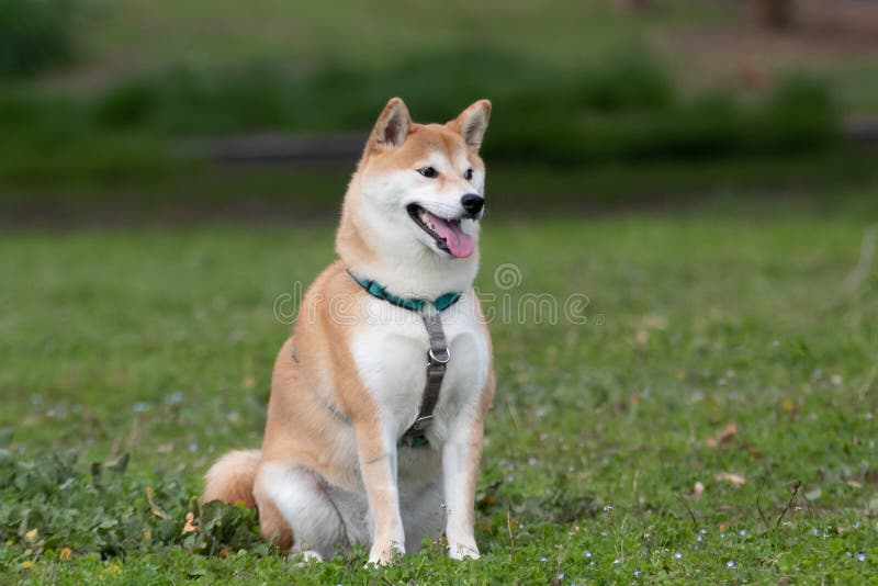 A Shiba Inu Sitting on the Grass Stock Image - Image of breed, portrait ...