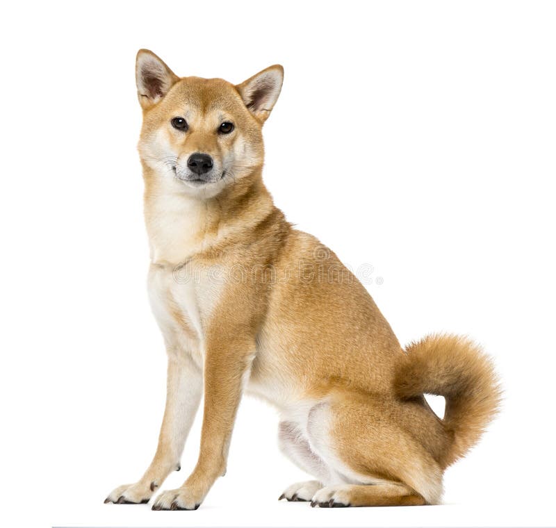 Shiba Inu Sitting, ,3 Years Old Stock Image - Image of cheerful, people ...