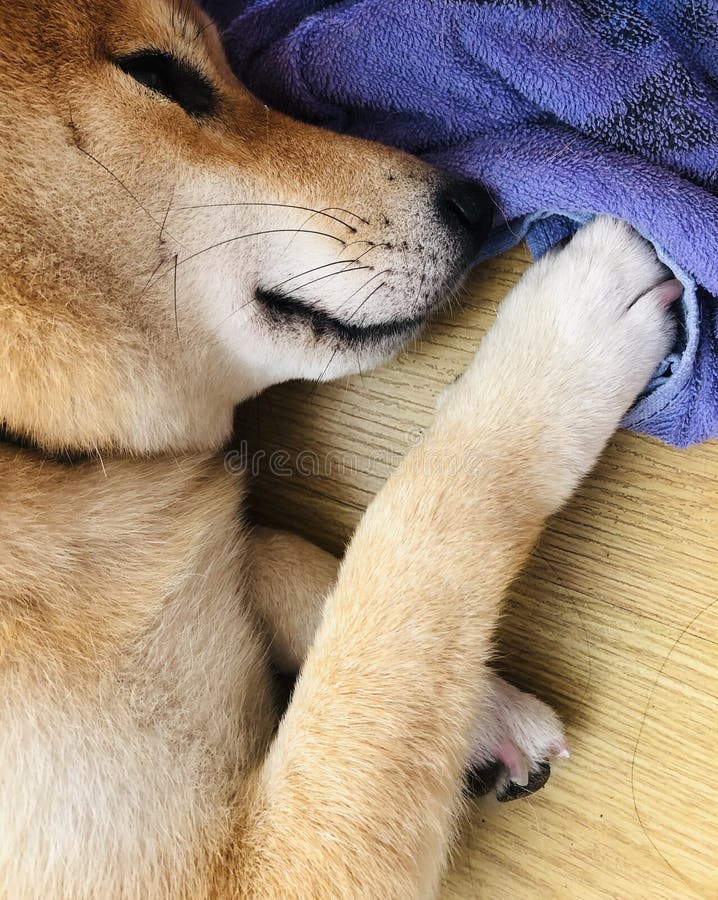 Shiba Inu Sleeping stock image. Image of bombonera, empty - 178382101