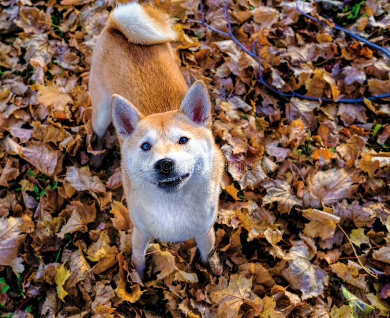 Shiba Inu smile stock photo. Image of furry, autumn, beautiful - 98820422