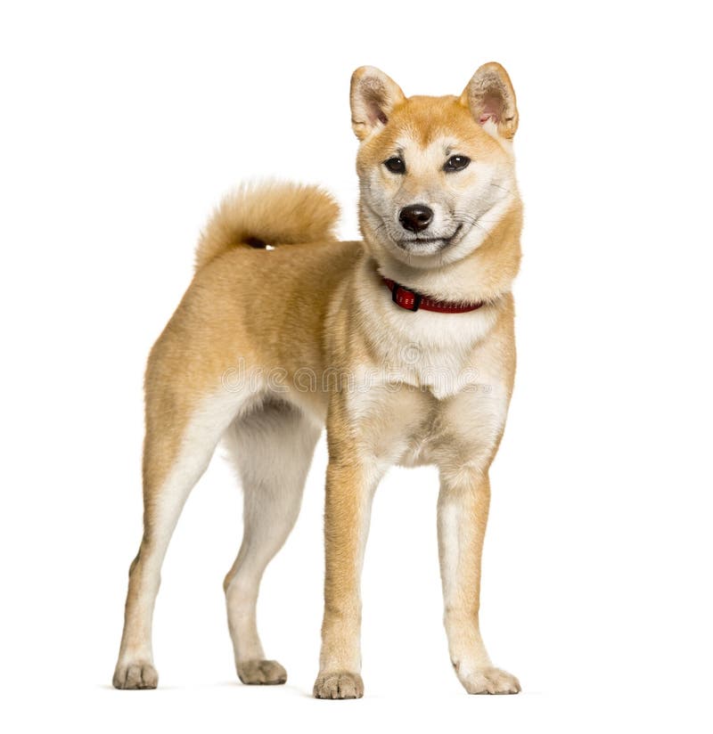 Shiba Inu Standing and Looking Stock Image - Image of canine, isolated ...