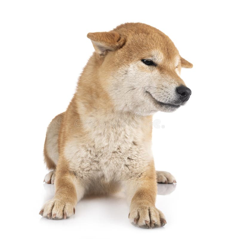Shiba inu in studio stock image. Image of little, angry - 173813227