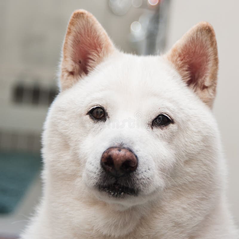 Shiba Inu stock photo. Image of doggy, mutt, meyer, shiba - 59529586