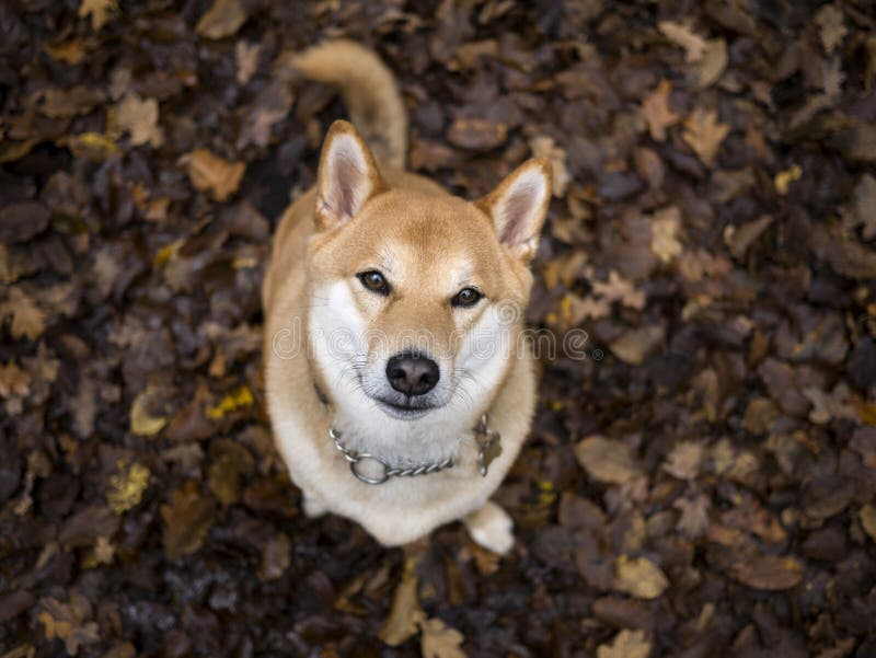 Shiba Inu in the woods stock photo. Image of chic, forest - 61824496
