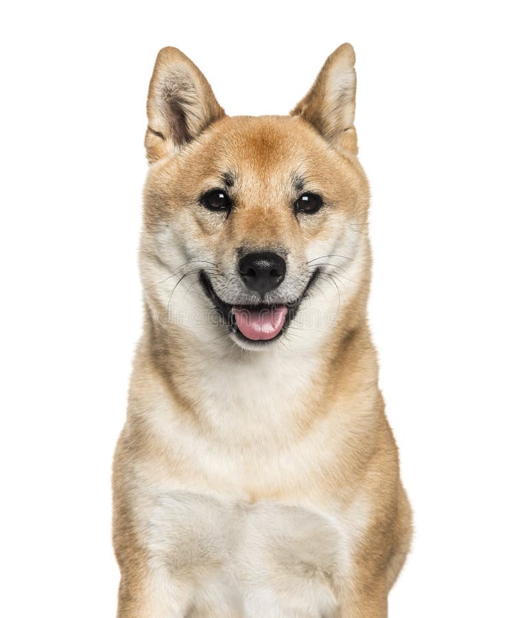 130 Shiba Inu Mouth Open Stock Photos - Free & Royalty-Free Stock ...