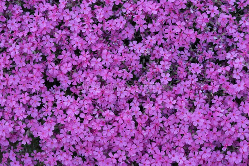 Pink Moss Roses in Blue Ceramic Container Stock Image - Image of ...