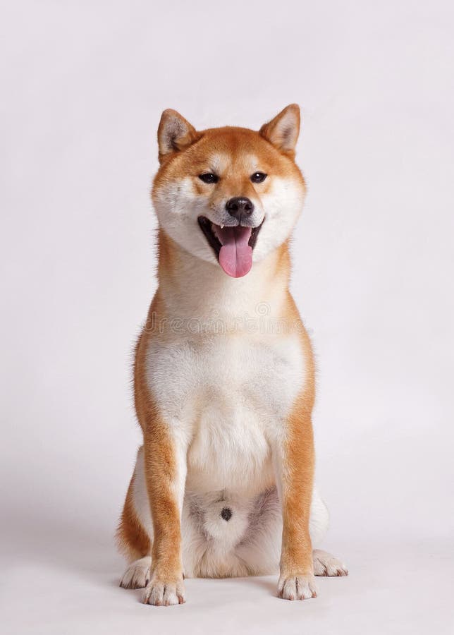 Shibu Dog Stock Photos - Free & Royalty-Free Stock Photos from Dreamstime