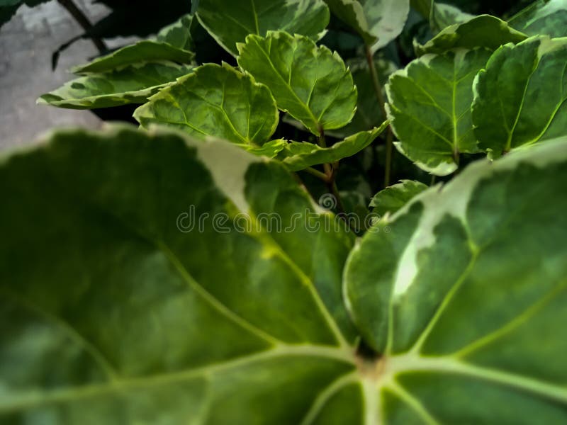 Shield Aralia or Plum Aralia Polyscias Scutellaria or `Daun Mangkokan ...