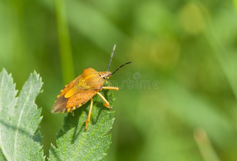 Shield-backed True Bug is Ready for Fly Stock Photo - Image of orange ...
