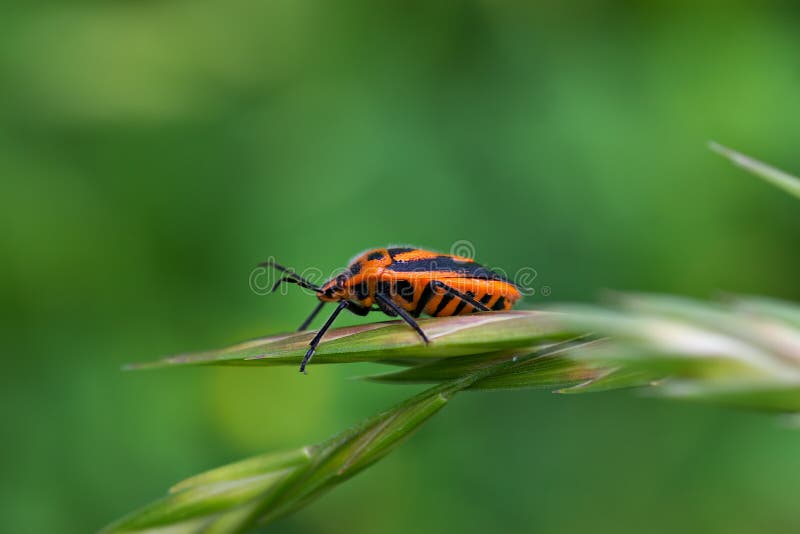 Shield beetle stock image. Image of pecarious, danger - 2584835