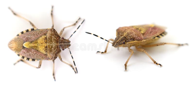 Shield beetle isolated stock image. Image of halys, wild - 395126563