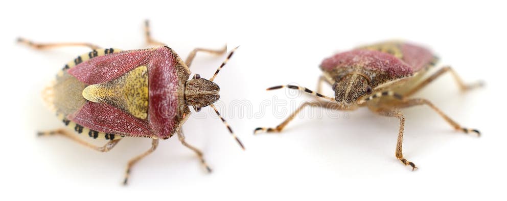 Shield beetle isolated stock image. Image of striped - 395126567