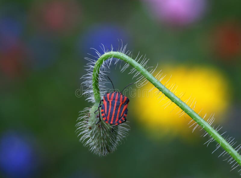 Shield bug stock photo. Image of italicum, sharp, insect - 10935212