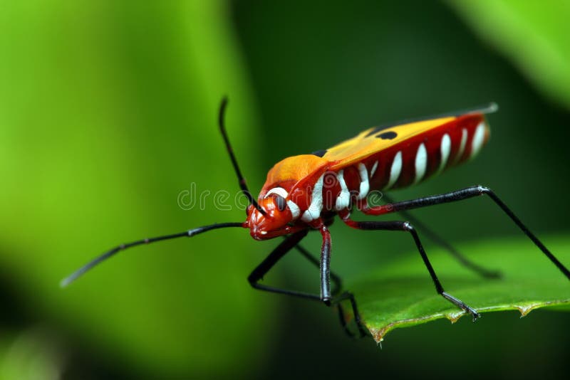Shield Bug stock photo. Image of green, black, biology - 12486200