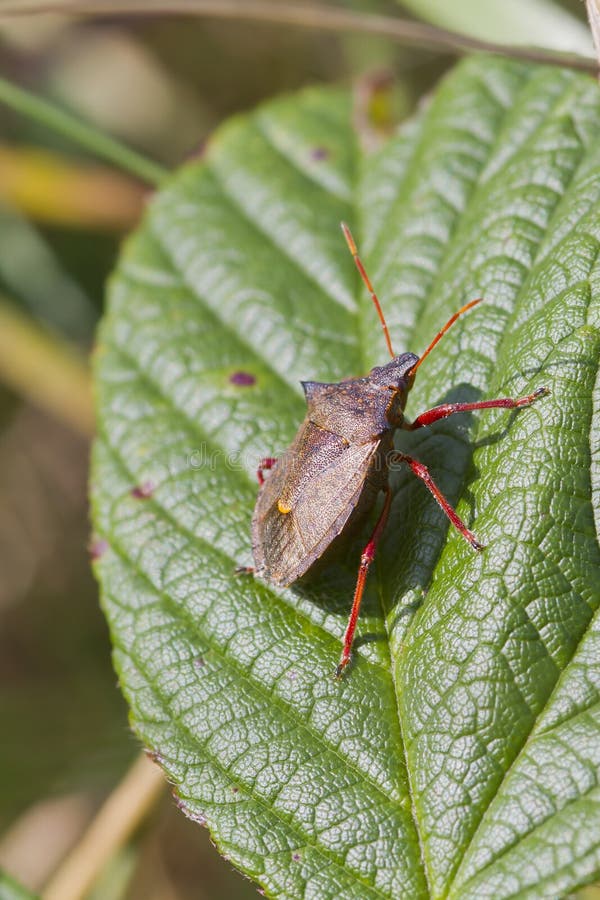 Shield bug stock photo. Image of meadow, summer, green - 23845076