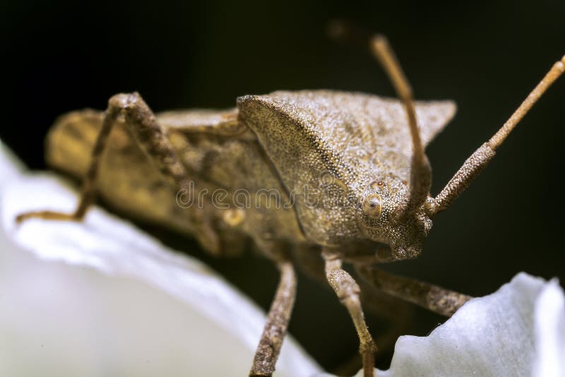 Chust Bugs Stock Photos - Free & Royalty-Free Stock Photos from Dreamstime