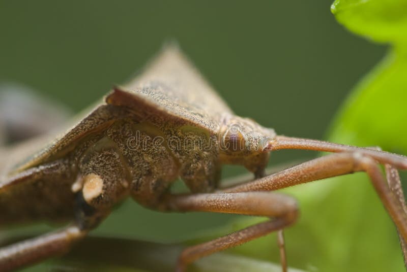 Shield bug stock image. Image of green, bush, garden, closeup - 6967865