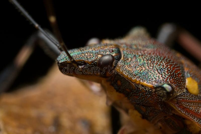 Shield bug stock image. Image of wildlife, flora, brown - 7653339