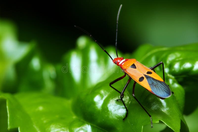 Colorful Shield Bug stock image. Image of garden, biology - 17357707