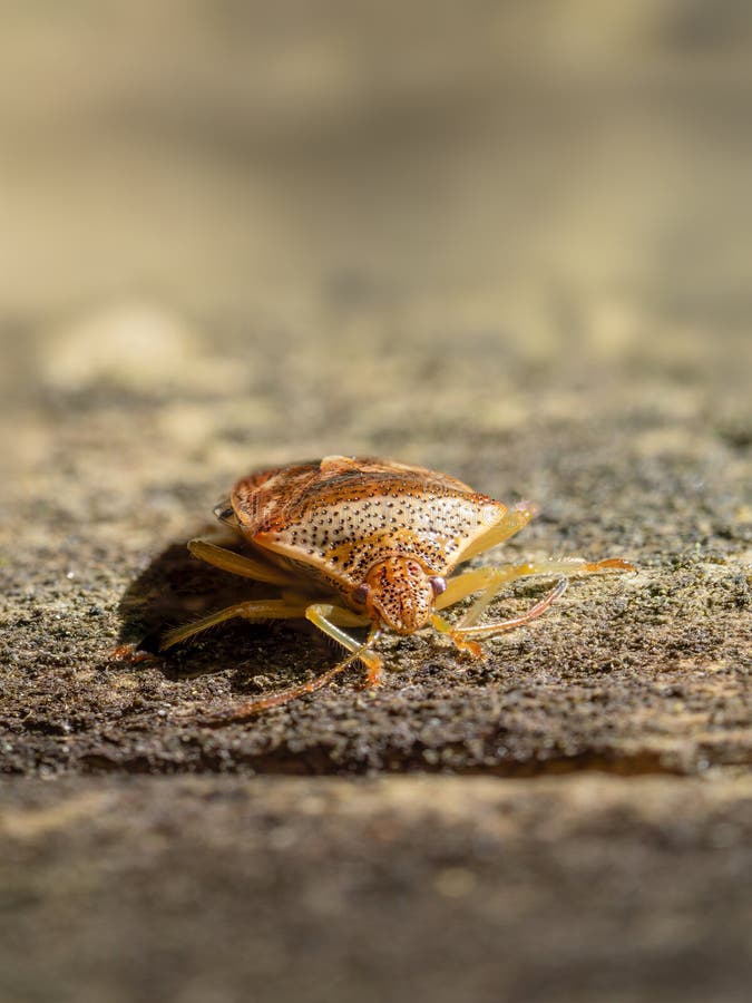 Shield Bug Aka Stink Bug Facing Camera. Macro Shot with Good Face ...