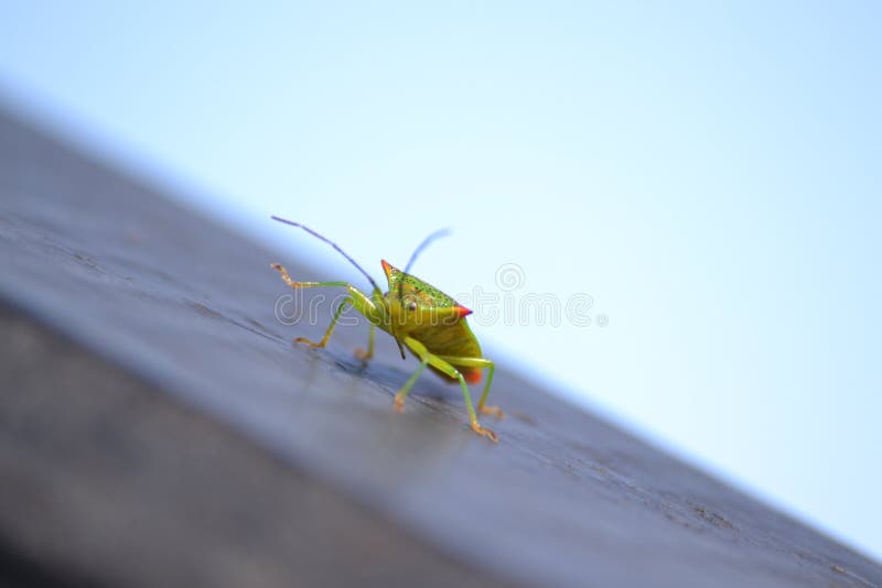 Shield-bug stock image. Image of camera, nikon, shieldbug - 56310321
