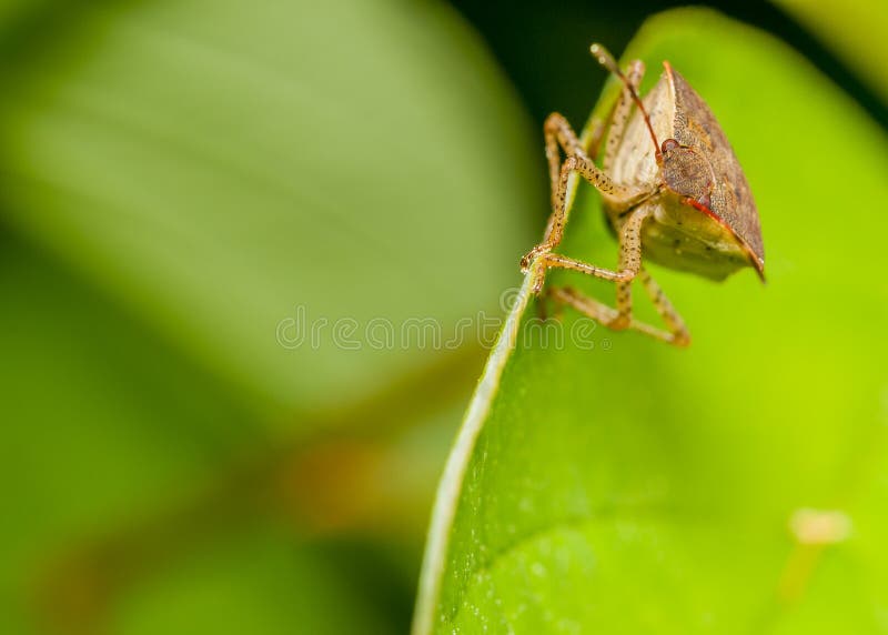 Shield Bug stock photo. Image of invertebrate, predator - 41577322