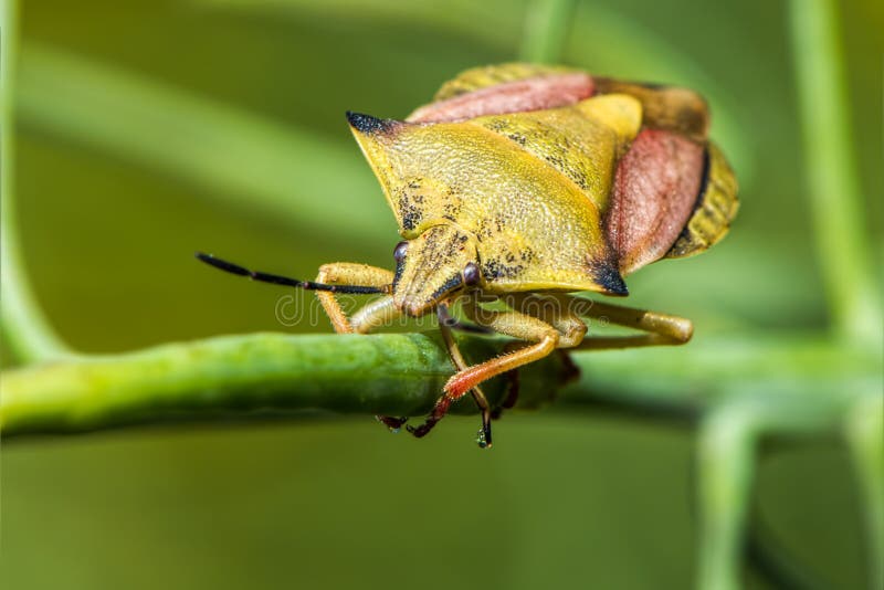 Shield Bug - Carpocoris Fuscispinus Stock Photo - Image of carpocoris ...
