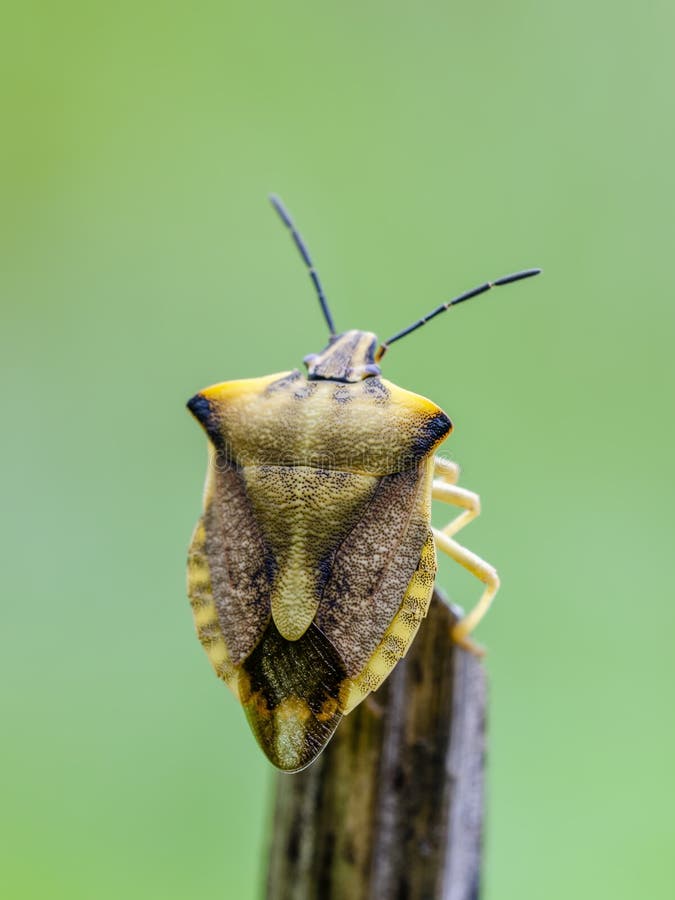 Colourful Shield Bug Sitting on Dry Grass Stock Image - Image of macro ...