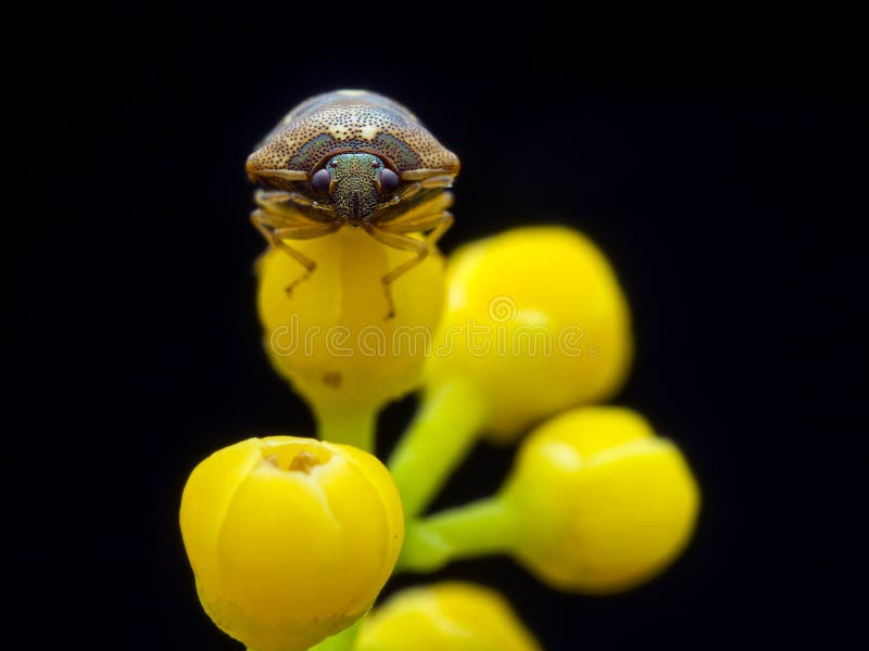 Shield bug face to face stock image. Image of kingfisher - 231837217