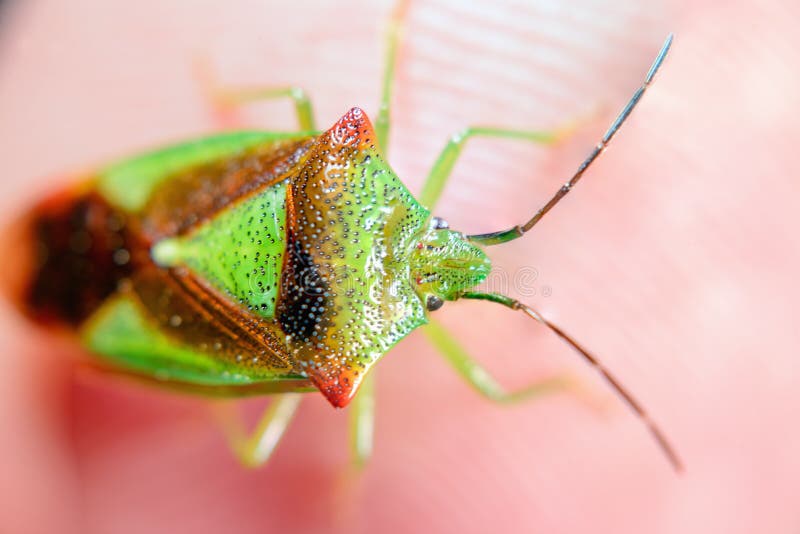 Shield Bug. Forest Shield Bug. Oncacontias Vittatus Stock Image - Image ...