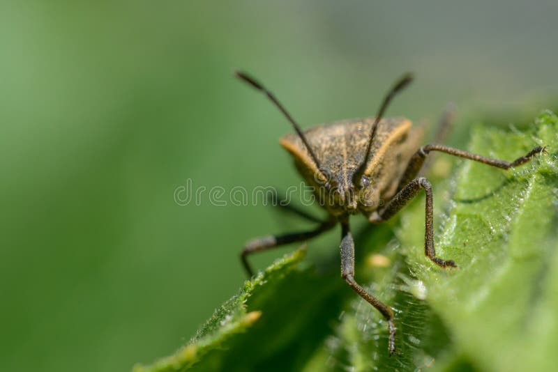 Shield bug stock image. Image of natural, pest, close - 96571499