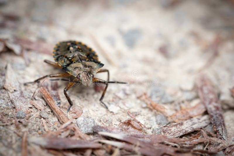 Shield bug insect close-up stock image. Image of nature - 226156799