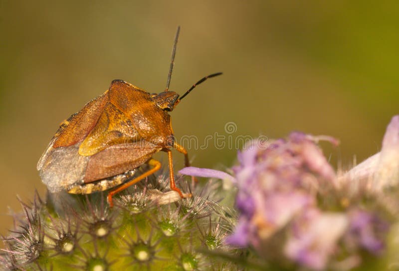 Shield bug stock image. Image of entomology, crawl, small - 33079787
