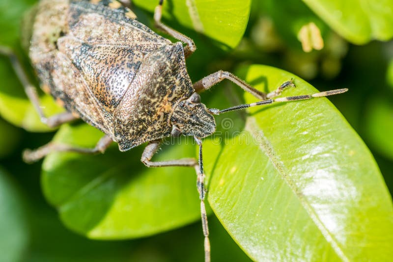 Shield Bug Insect Macro stock image. Image of spring - 54874785