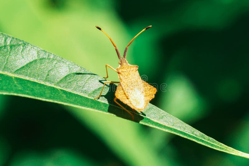 Shield Bug Insect stock image. Image of extreme, details - 102543517