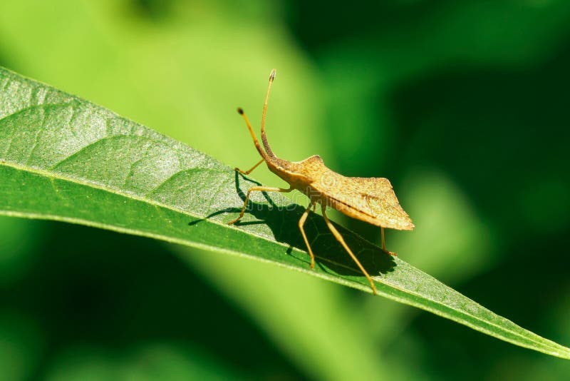 Shield Bug Insect on Leaf stock image. Image of color - 102543863
