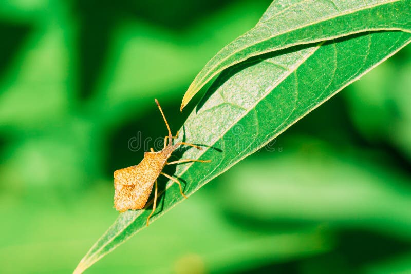 Shield Bug Insect stock photo. Image of insect, leaf - 102543598