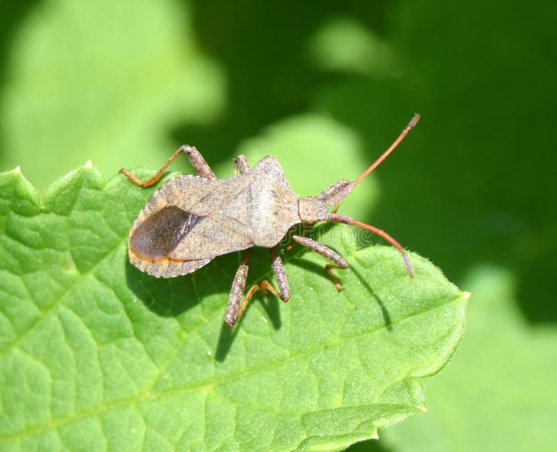 Shield bug on a leaf stock photo. Image of scaly, detail - 55326554