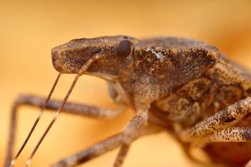 Shield bug macro stock image. Image of bush, park, shield - 11412179