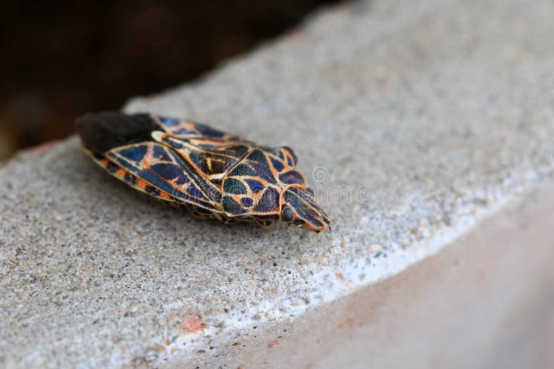 Shield bug macro stock photo. Image of macro, wild, danger - 70977506