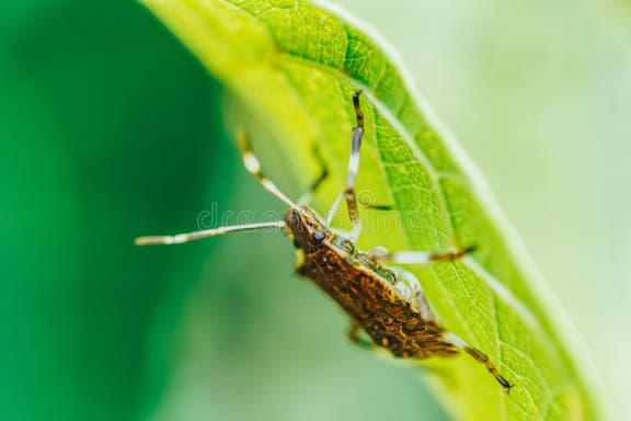 Shield Bug Macro stock image. Image of pentatomidae - 129355371