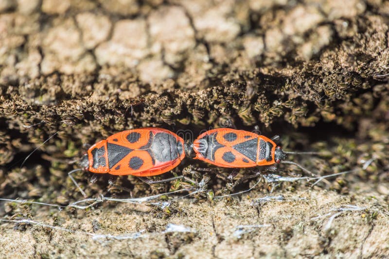 Shield Bug Mating stock image. Image of reproduction - 53828937