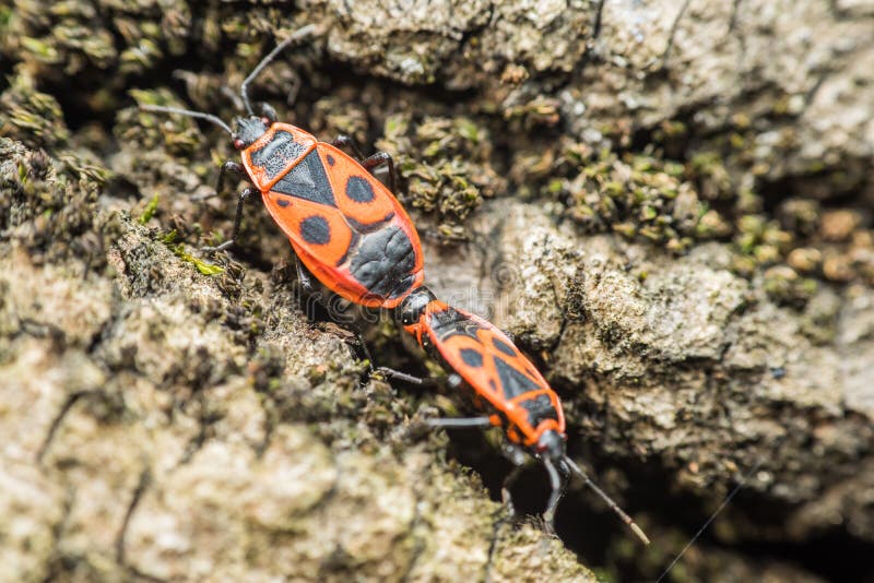 Shield Bug Mating stock image. Image of italian, close - 53828939