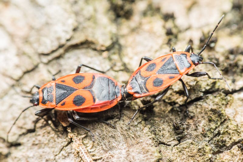 Shield Bug Mating stock image. Image of lineatum, creature - 53829195