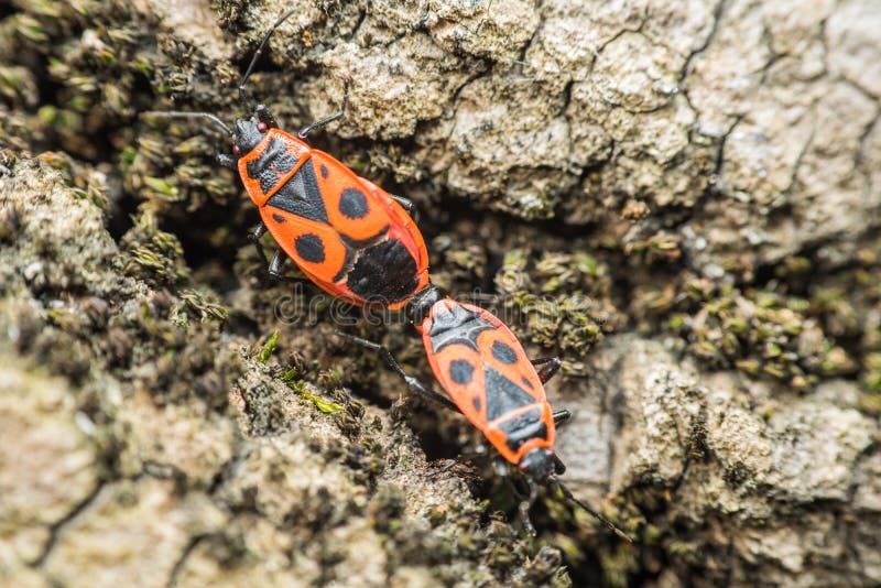 Shield Bug Mating stock photo. Image of creature, black - 53829200