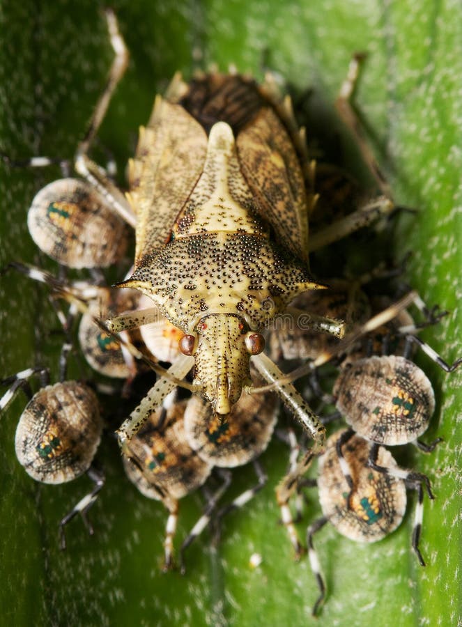 Shield bug stock image. Image of face, nature, beautiful - 29968905