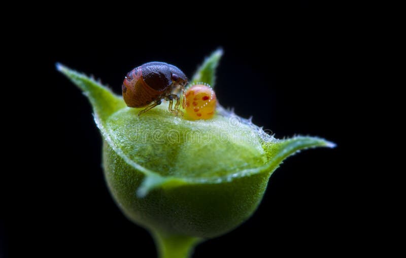 Shield bug nymph and egg stock photo. Image of insects - 231826626
