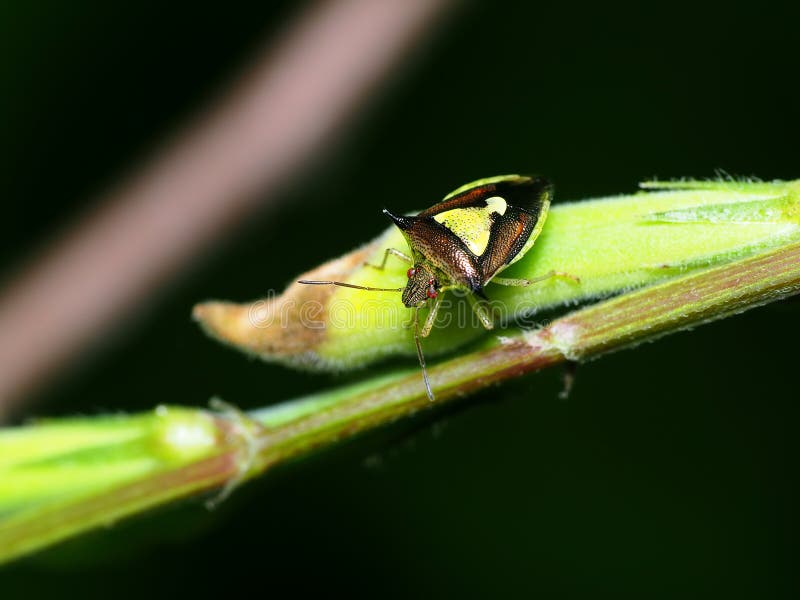 Shield Bug Perched on the Flower Bud of a Weed Stock Photo - Image of ...