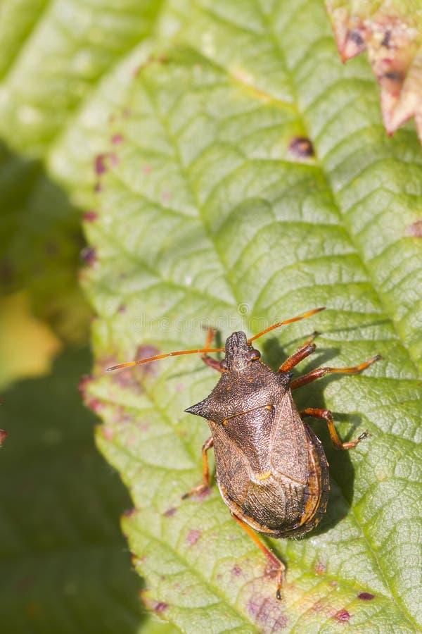 Shield bug stock image. Image of soft, invertebrate, focus - 31037643